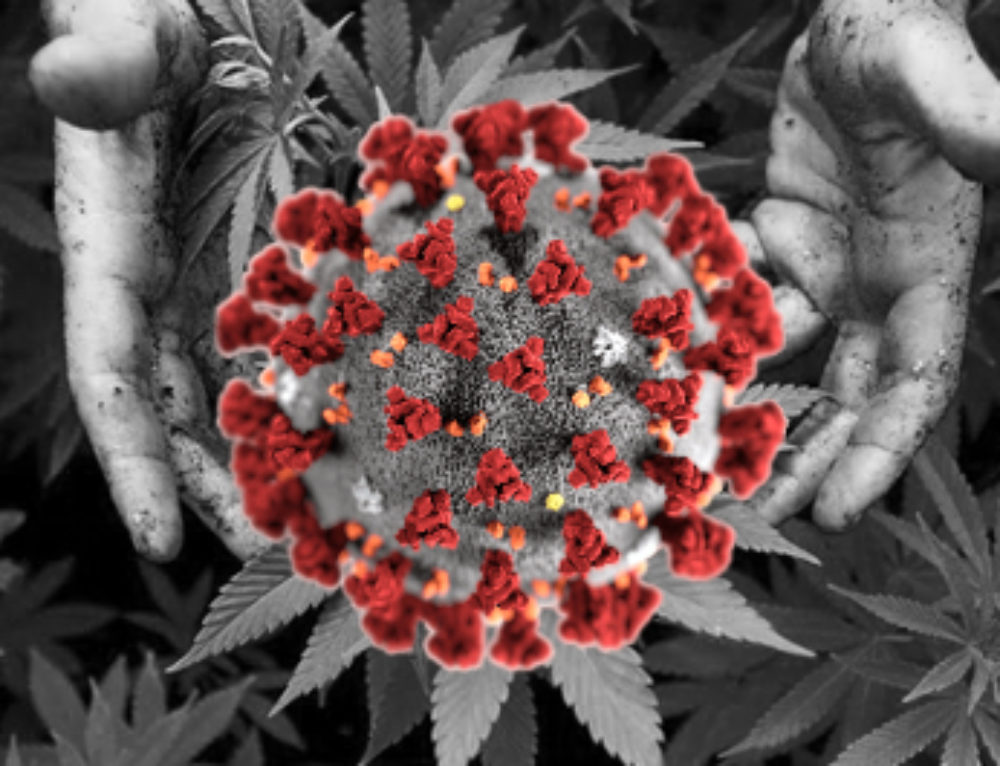 South Africa's Best Cannabis Strains - The High Co