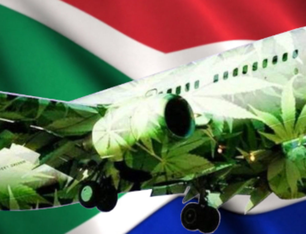 South Africa's Best Cannabis Strains - The High Co